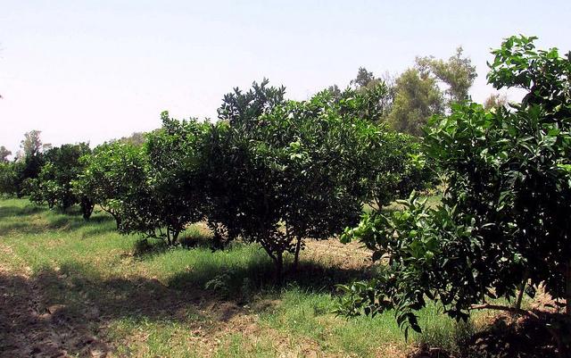 Increases in Nangarhar Citrus Yield – Pajhwok Afghan News