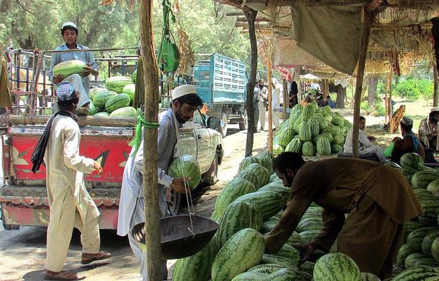 Increase in Watermelon Yields In Batikot District, Nangarhar – Pajhwok ...