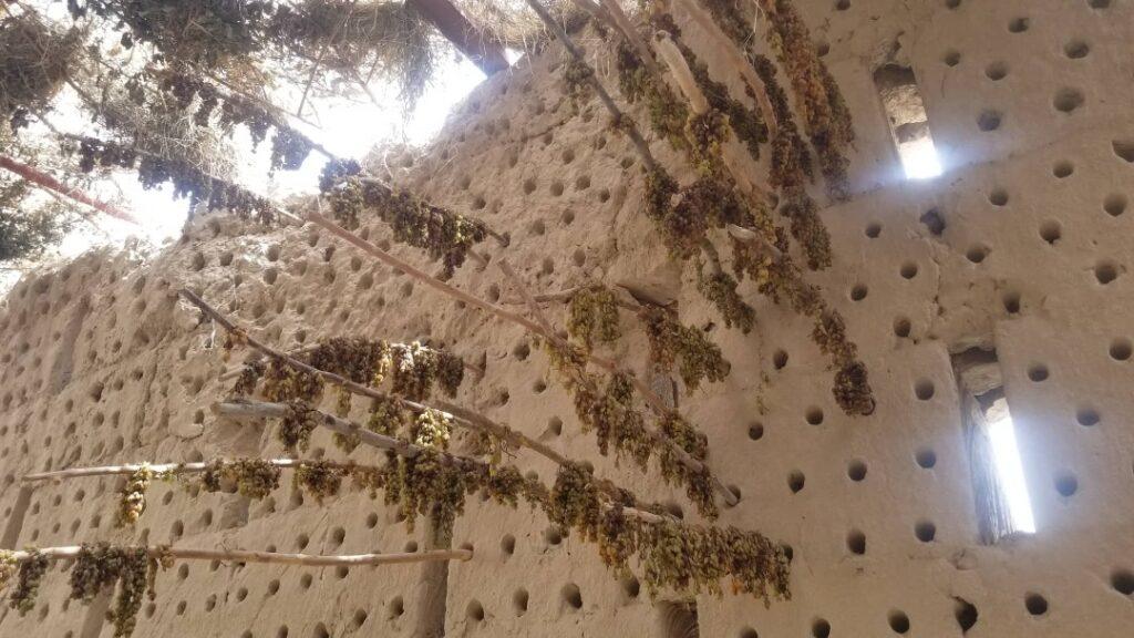 Torrential rains rotten over 50pc of Kandahar grapes, raisins – Pajhwok ...