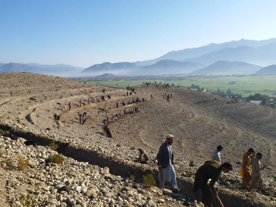Ber forest being set up in Nangarhar to support bee farming – Pajhwok ...